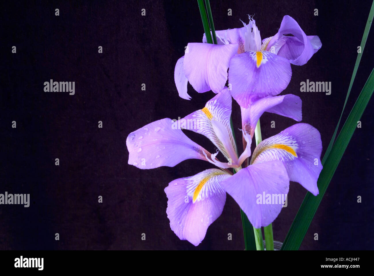 Algerian iris winter hi-res stock photography and images - Alamy