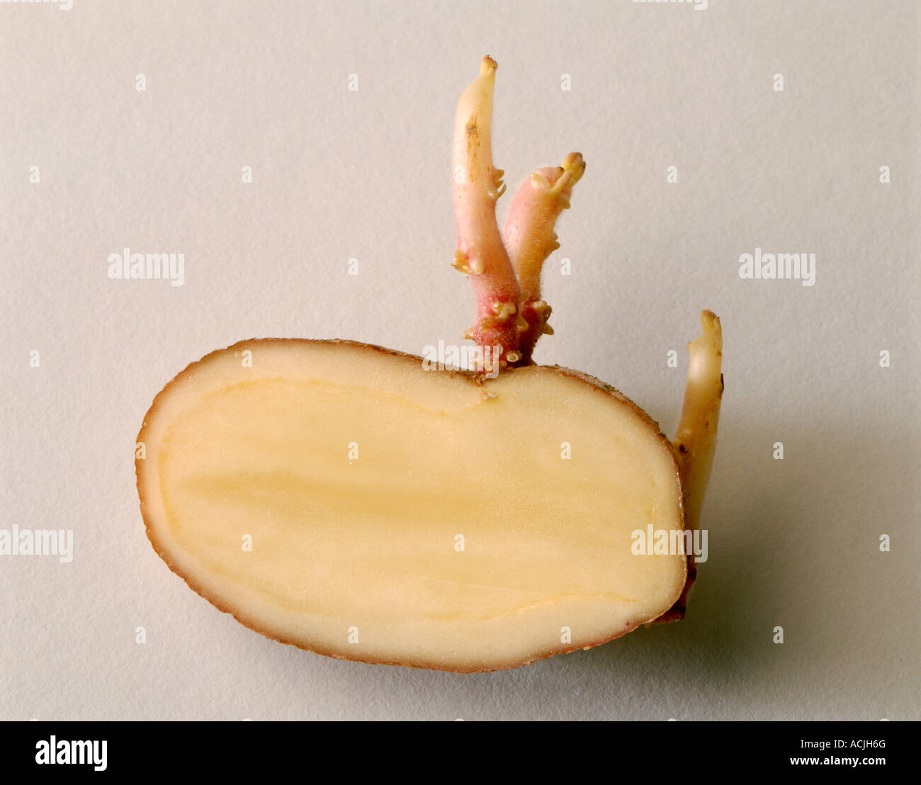 Composition potato cut in a half sprout white background Stock Photo ...