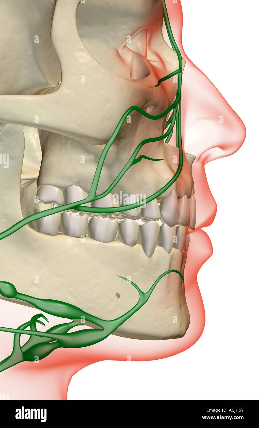 The lymph supply of the jaw Stock Photo - Alamy
