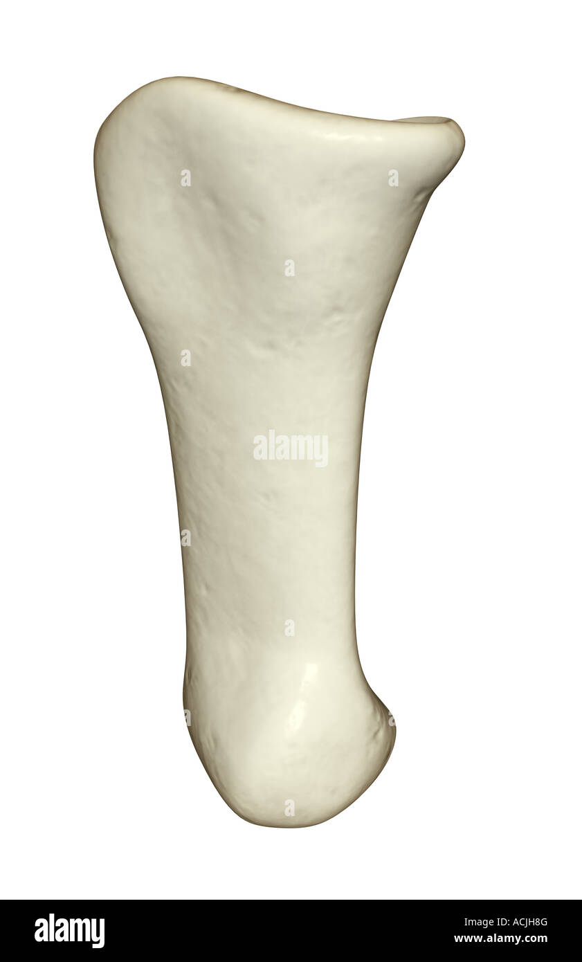 The bones of the finger Stock Photo - Alamy
