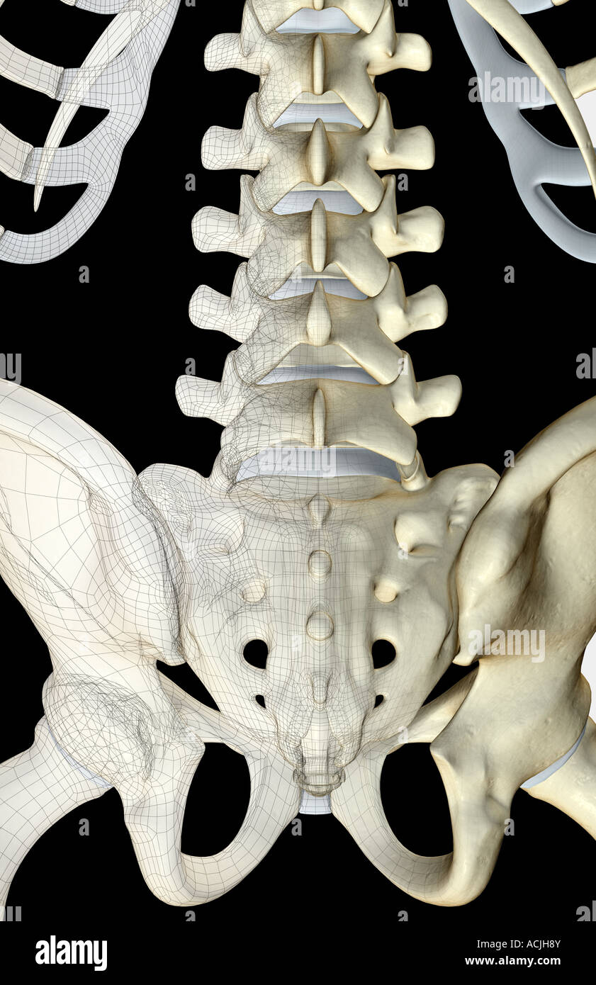Median Sacral Crest High Resolution Stock Photography and Images - Alamy