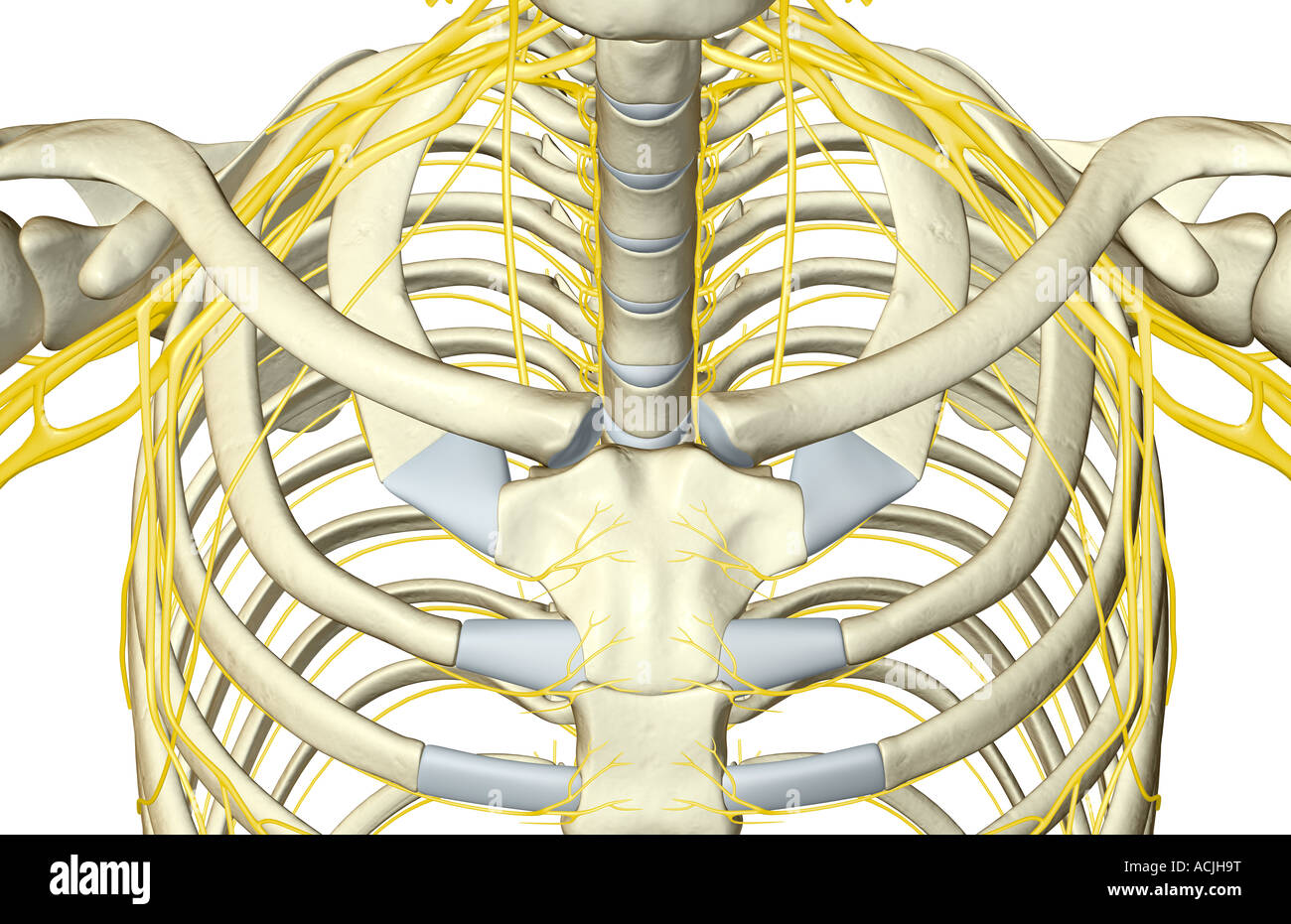 The nerves of the upper body Stock Photo - Alamy