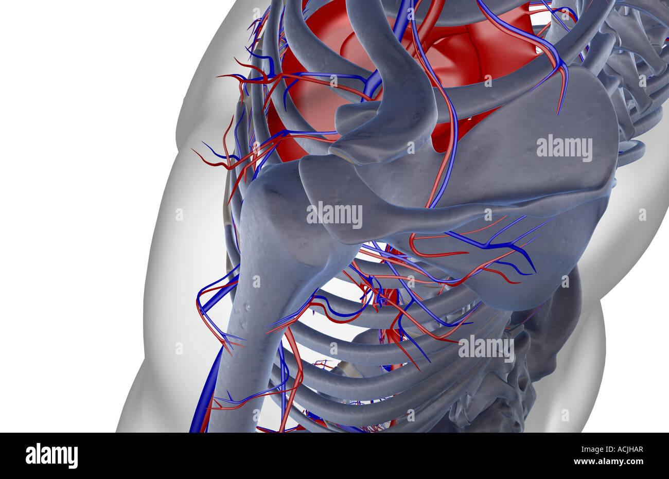 The blood supply of the shoulder Stock Photo - Alamy