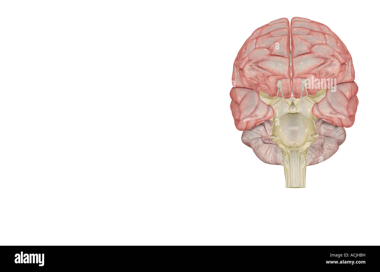 Anatomy brain cranial nerves Cut Out Stock Images & Pictures - Alamy