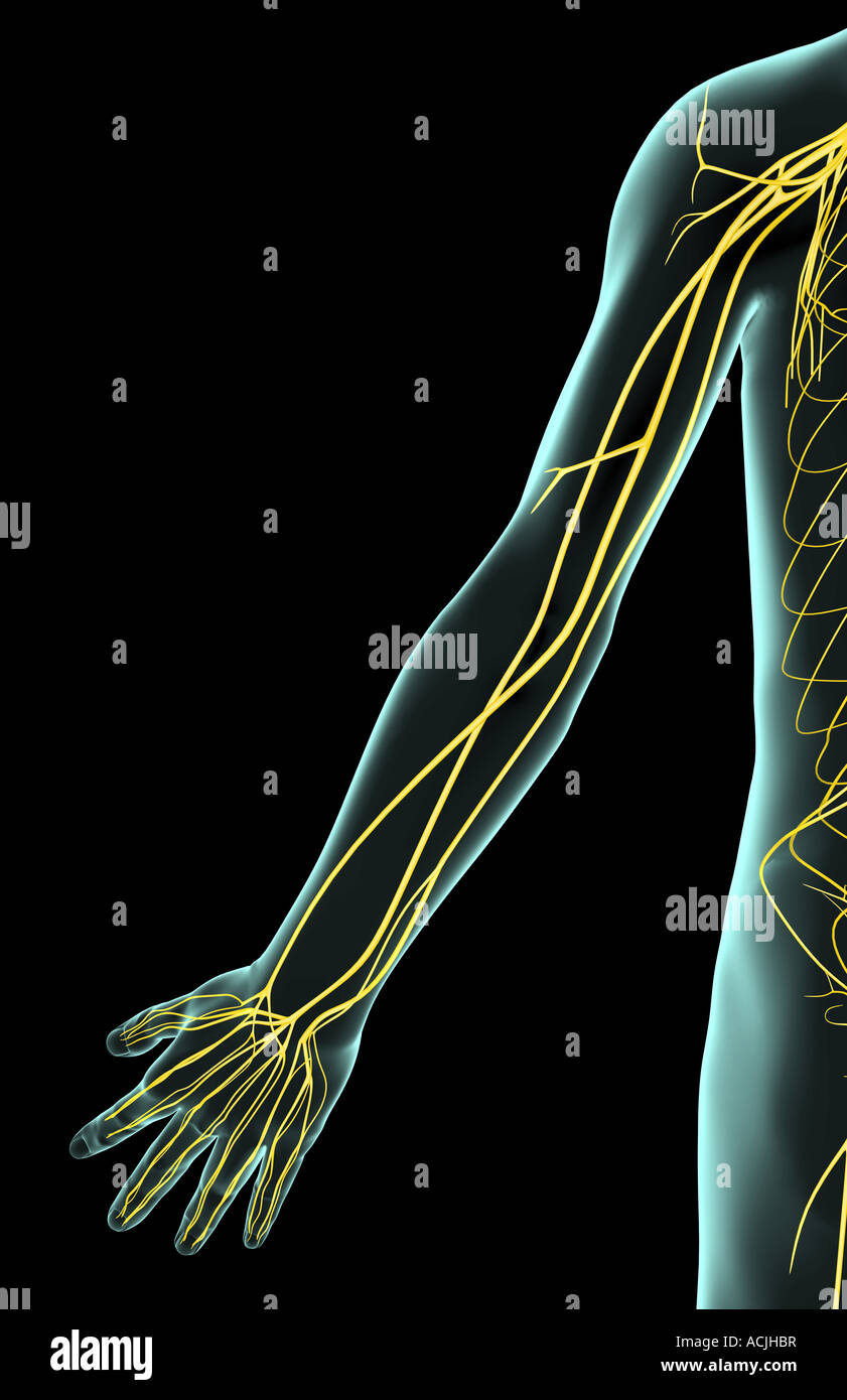 Upper Limb Nerve Stock Photos & Upper Limb Nerve Stock Images - Alamy