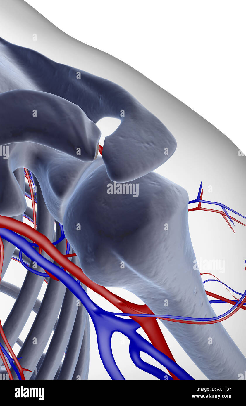 The blood supply of the shoulder Stock Photo - Alamy