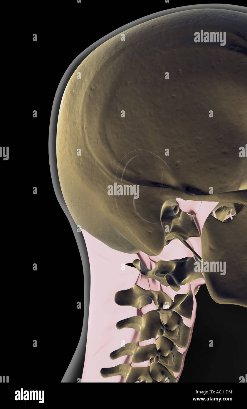 The ligaments of the head and neck Stock Photo - Alamy