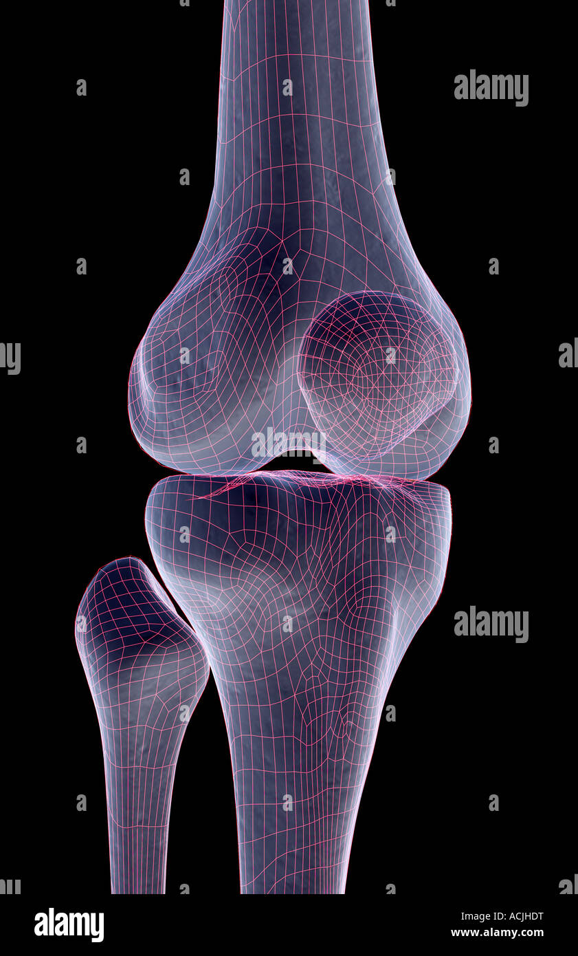 The bones of the knee Stock Photo - Alamy