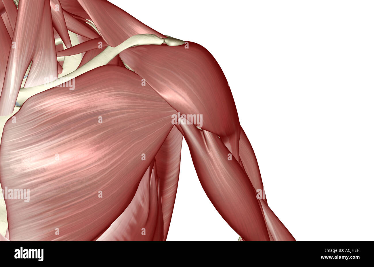 The muscles of the shoulder Stock Photo - Alamy