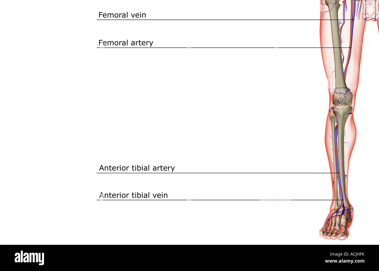 Anterior Tibial Vein