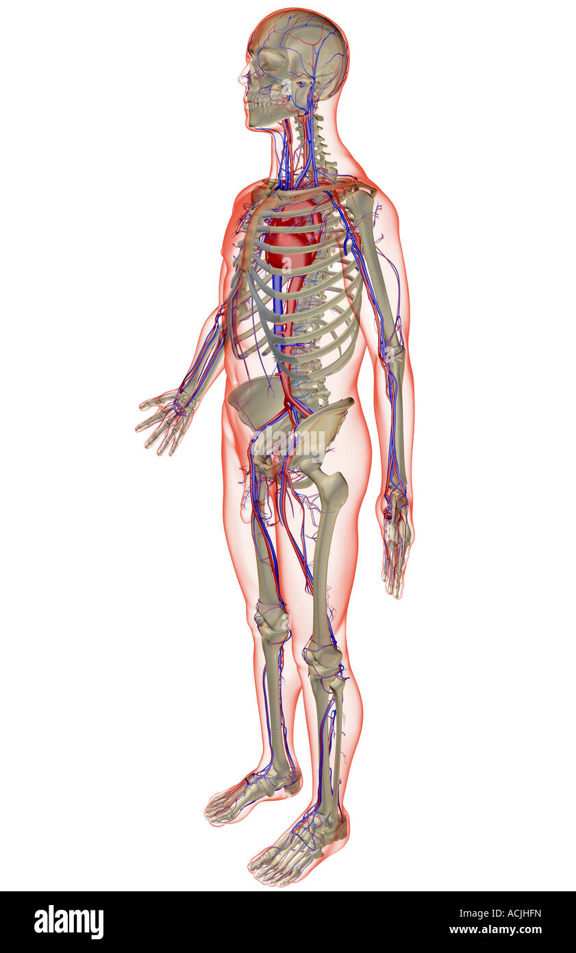 The vascular system Stock Photo - Alamy