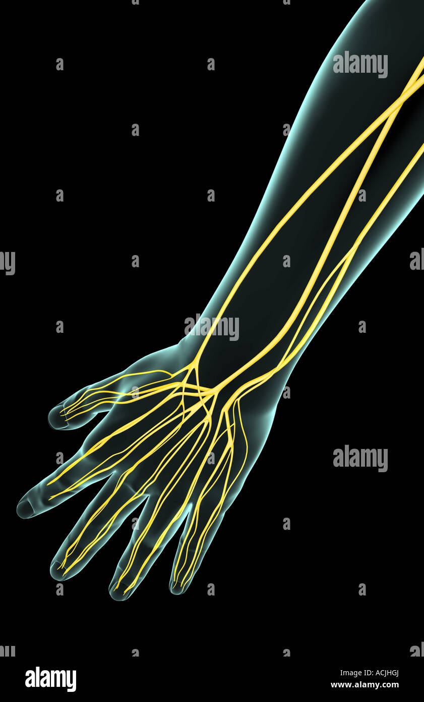 The nerves of the forearm Stock Photo - Alamy