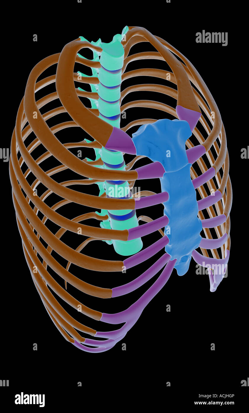 Xiphoid process hi-res stock photography and images - Alamy