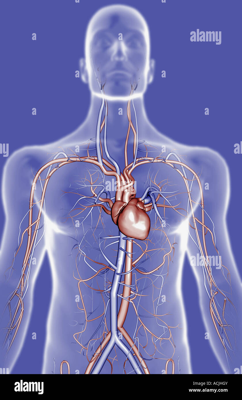 Blood Vessels Of The Upper Body Chapter 20 The Cardiovascular System: