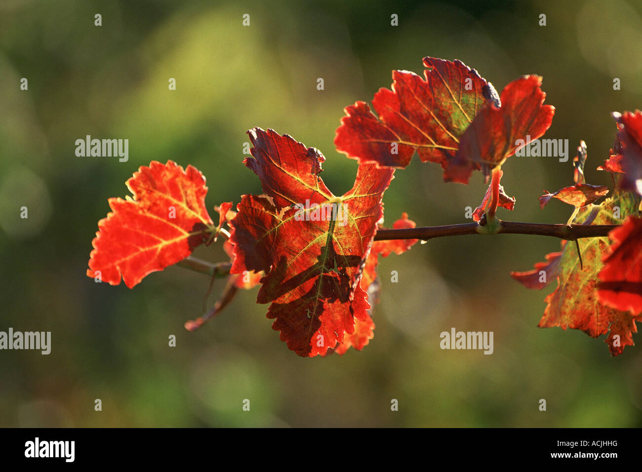 Vine leaf in fall Stock Photo - Alamy