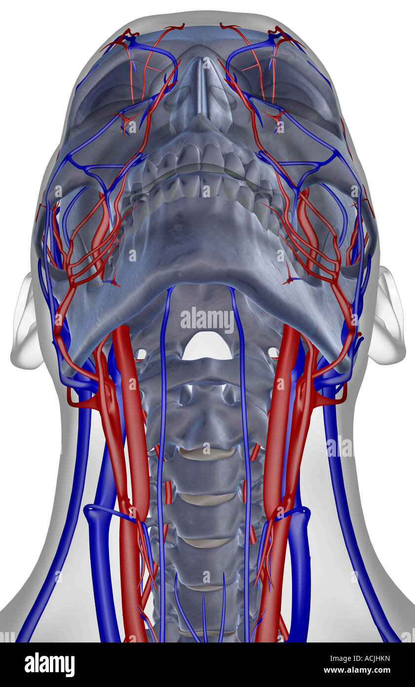 Jugular veins neck hi-res stock photography and images - Alamy