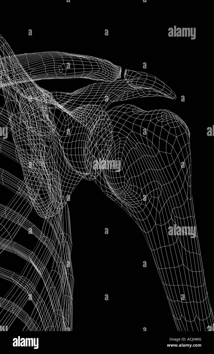 The bones of the shoulder Stock Photo - Alamy