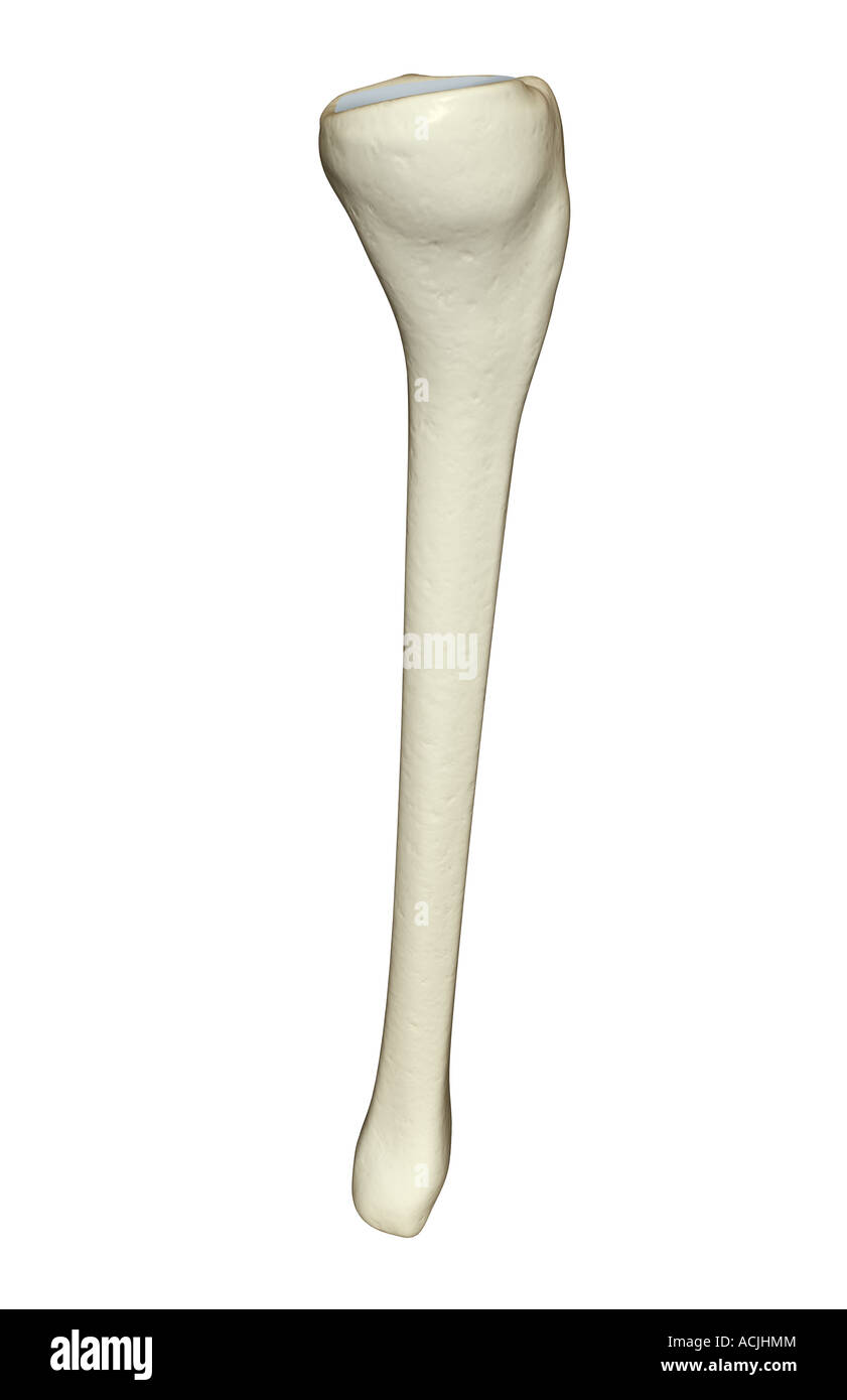 Tibia Cut Out Stock Images & Pictures - Alamy