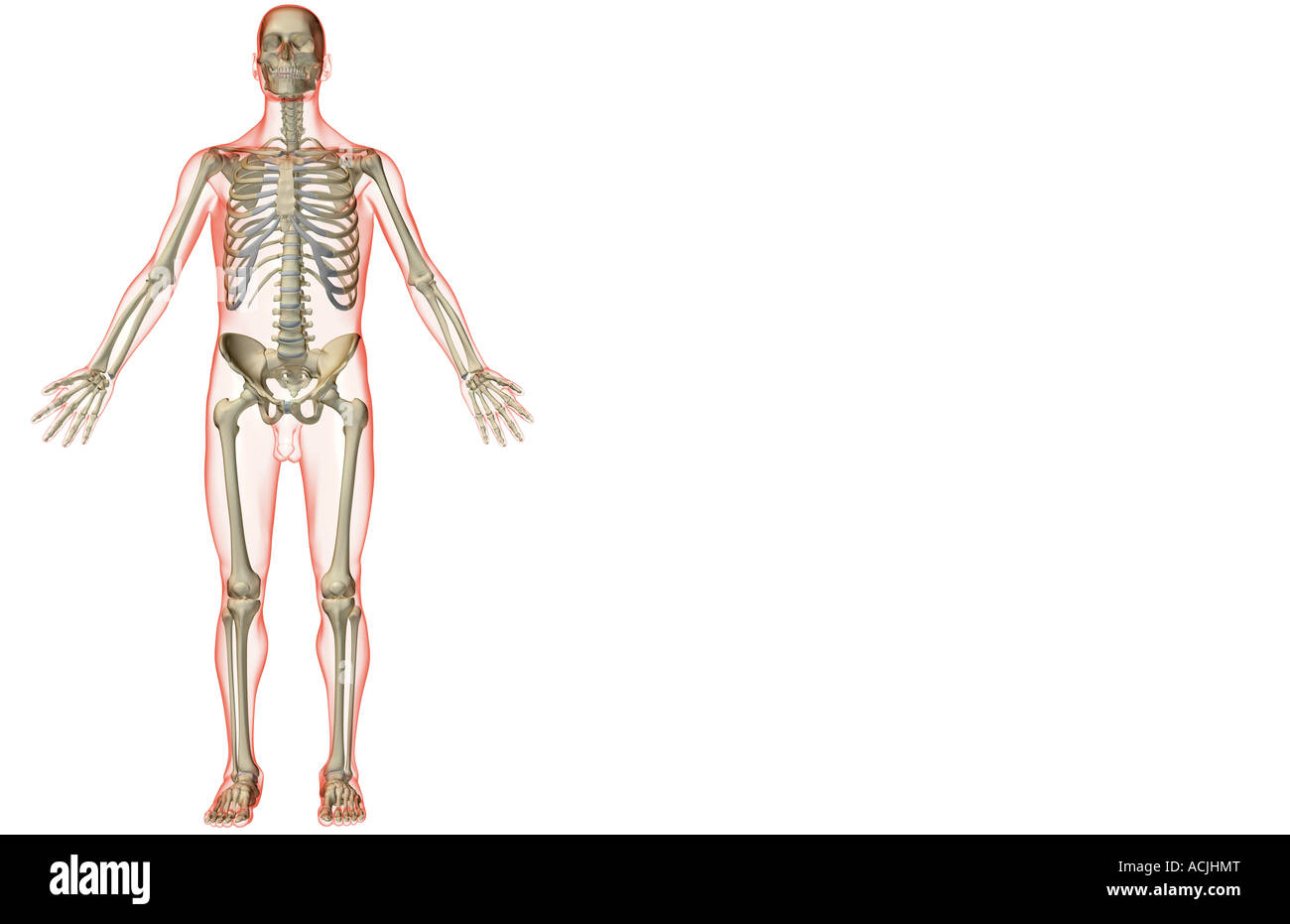 The skeletal system Stock Photo - Alamy