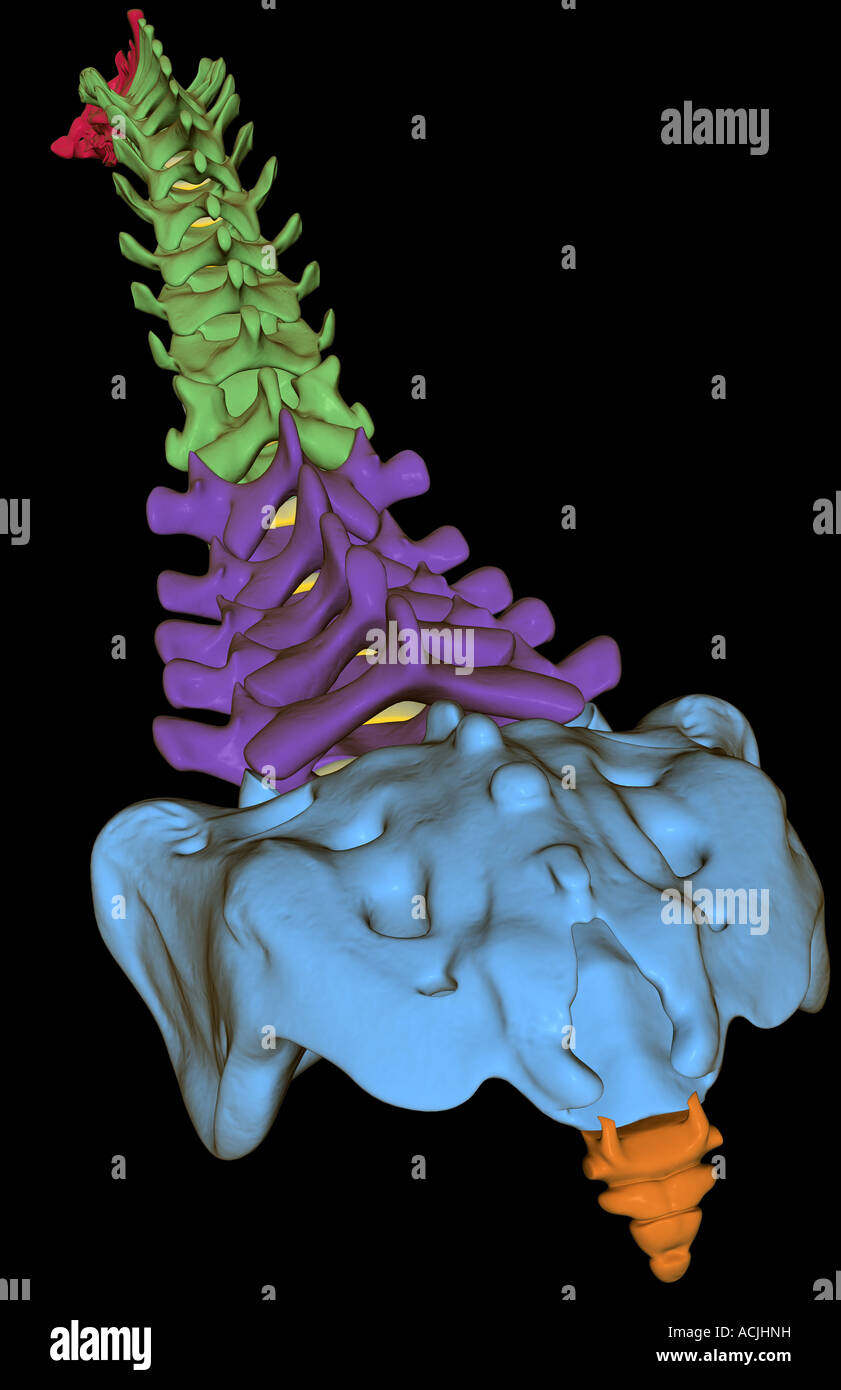 The vertebral column Stock Photo - Alamy
