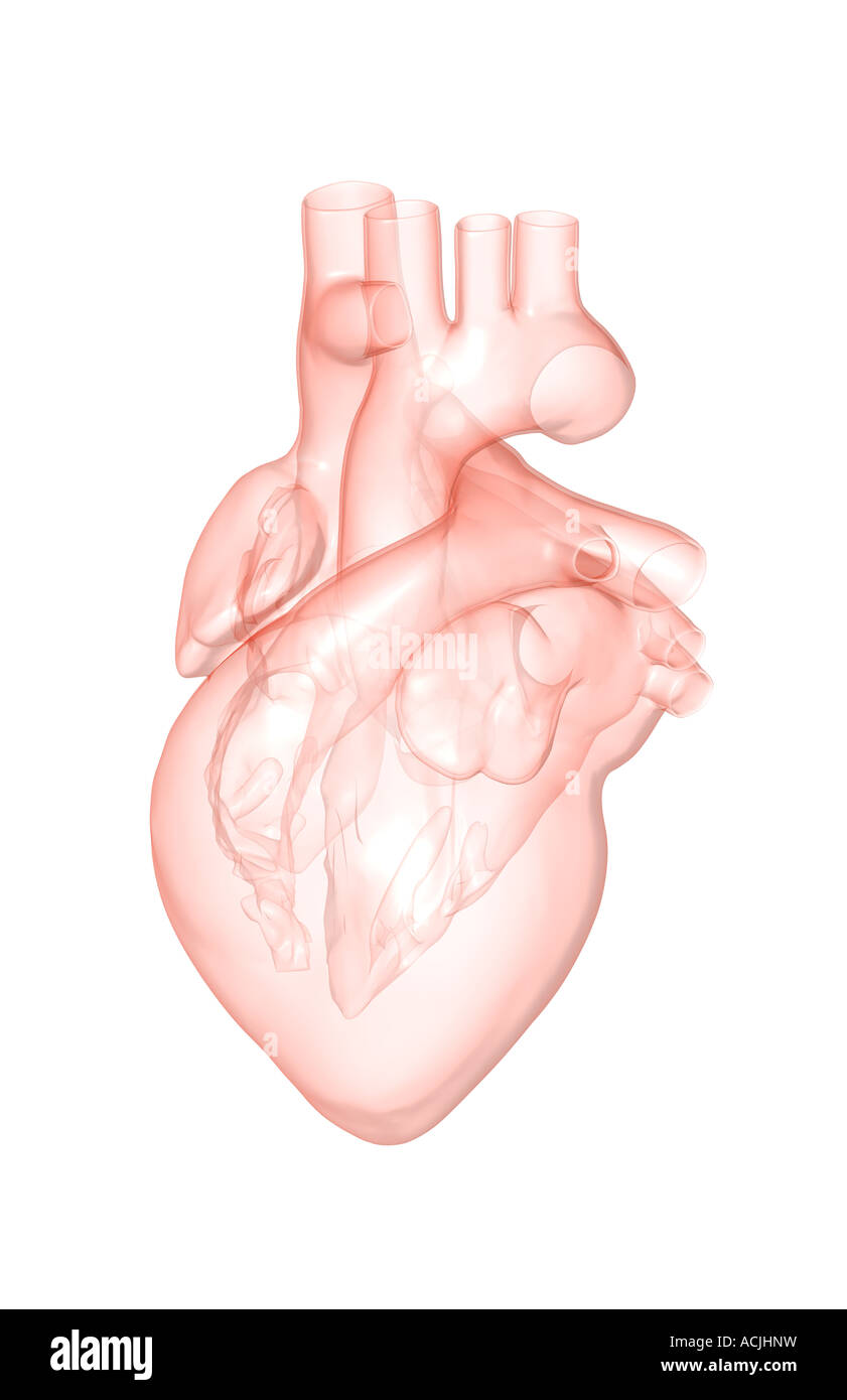 Human heart anatomy side view Cut Out Stock Images & Pictures - Alamy
