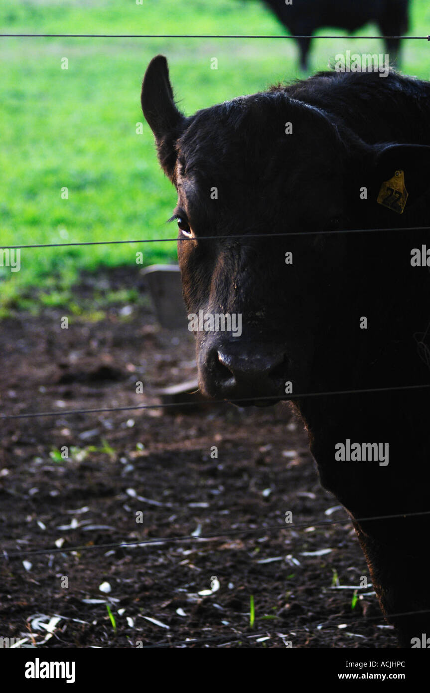 A grazing black angus bull in a green field, that will at some later ...
