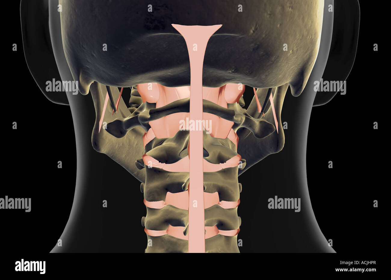 The ligaments of the neck Stock Photo - Alamy