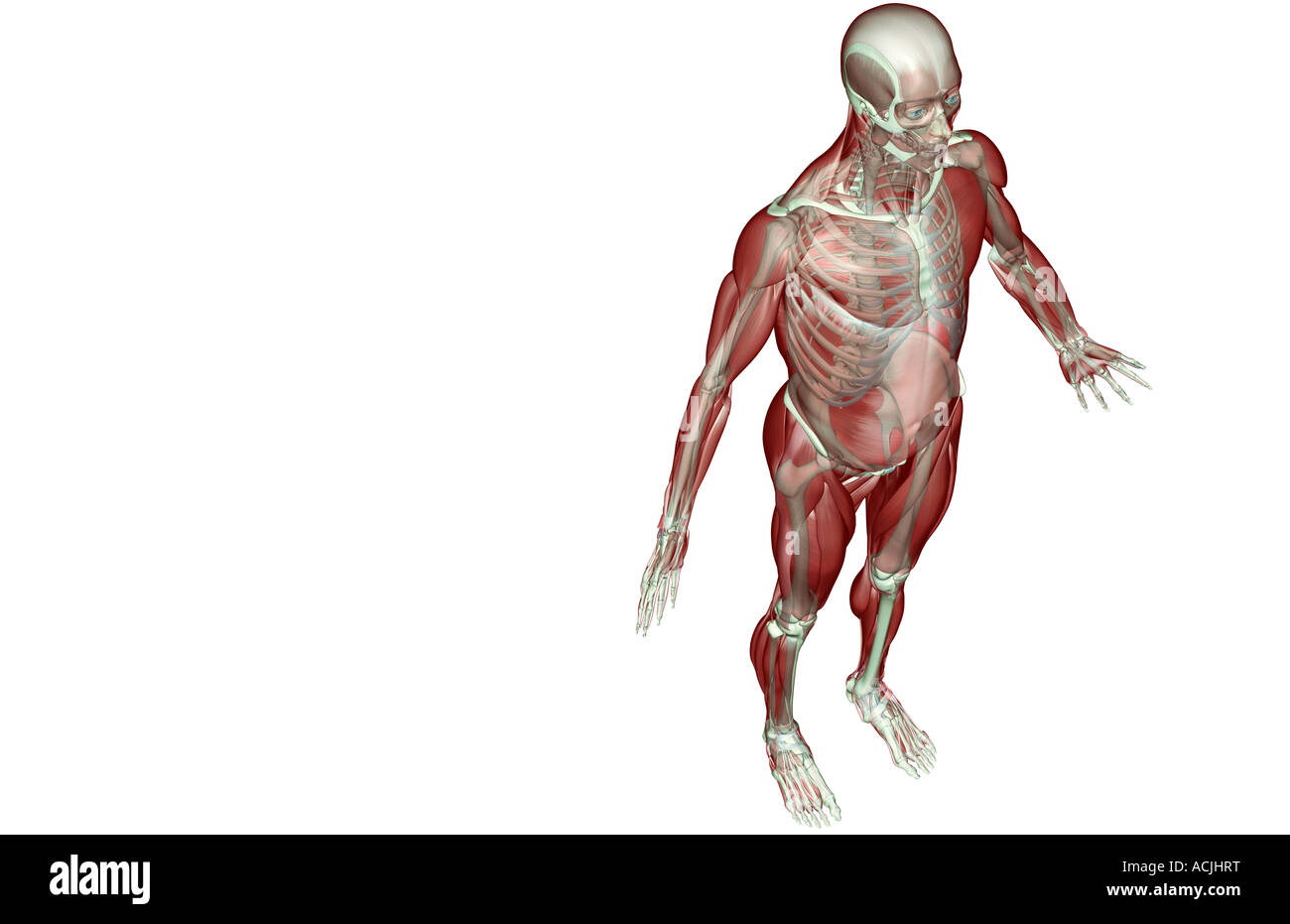 The musculoskeletal system Stock Photo - Alamy