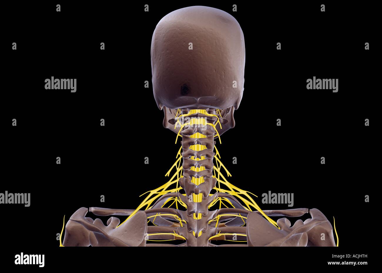 The nerves of the neck Stock Photo - Alamy