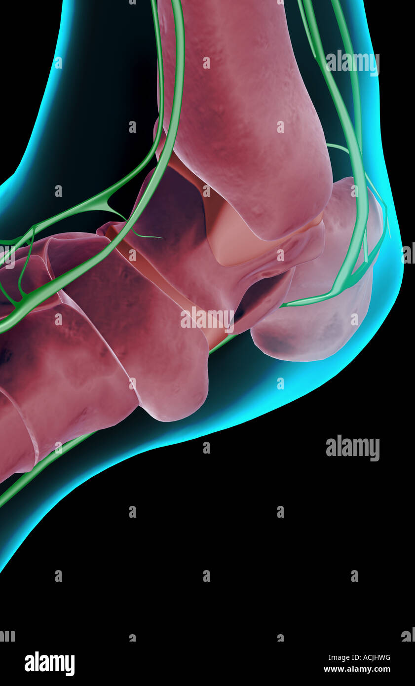 The lymph supply of the foot Stock Photo - Alamy