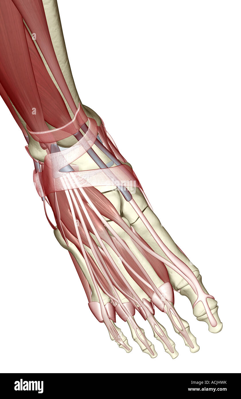 The muscles of the foot Stock Photo - Alamy