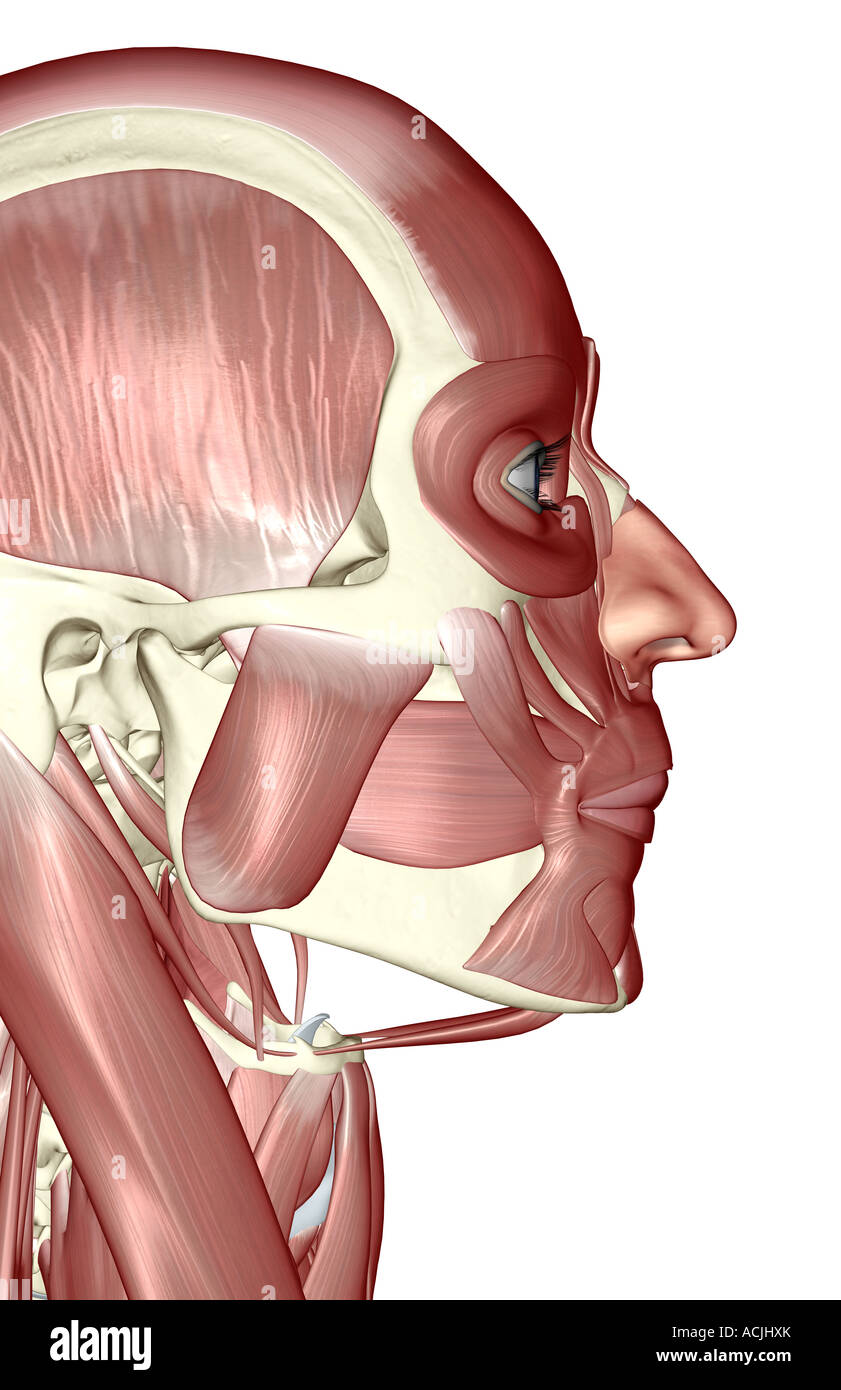 The muscles of the head and face Stock Photo - Alamy