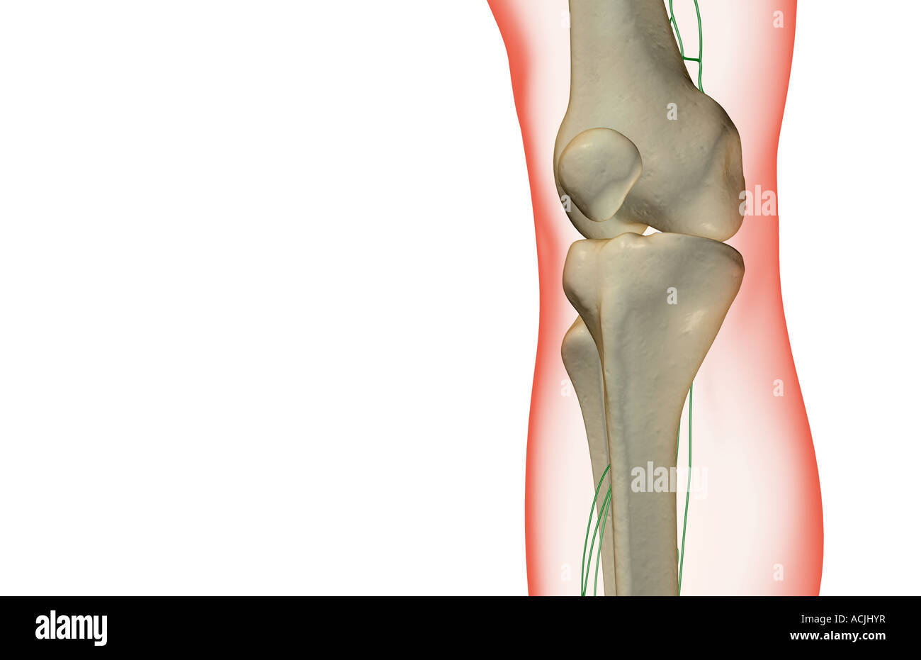 The lymph supply of the knee Stock Photo - Alamy