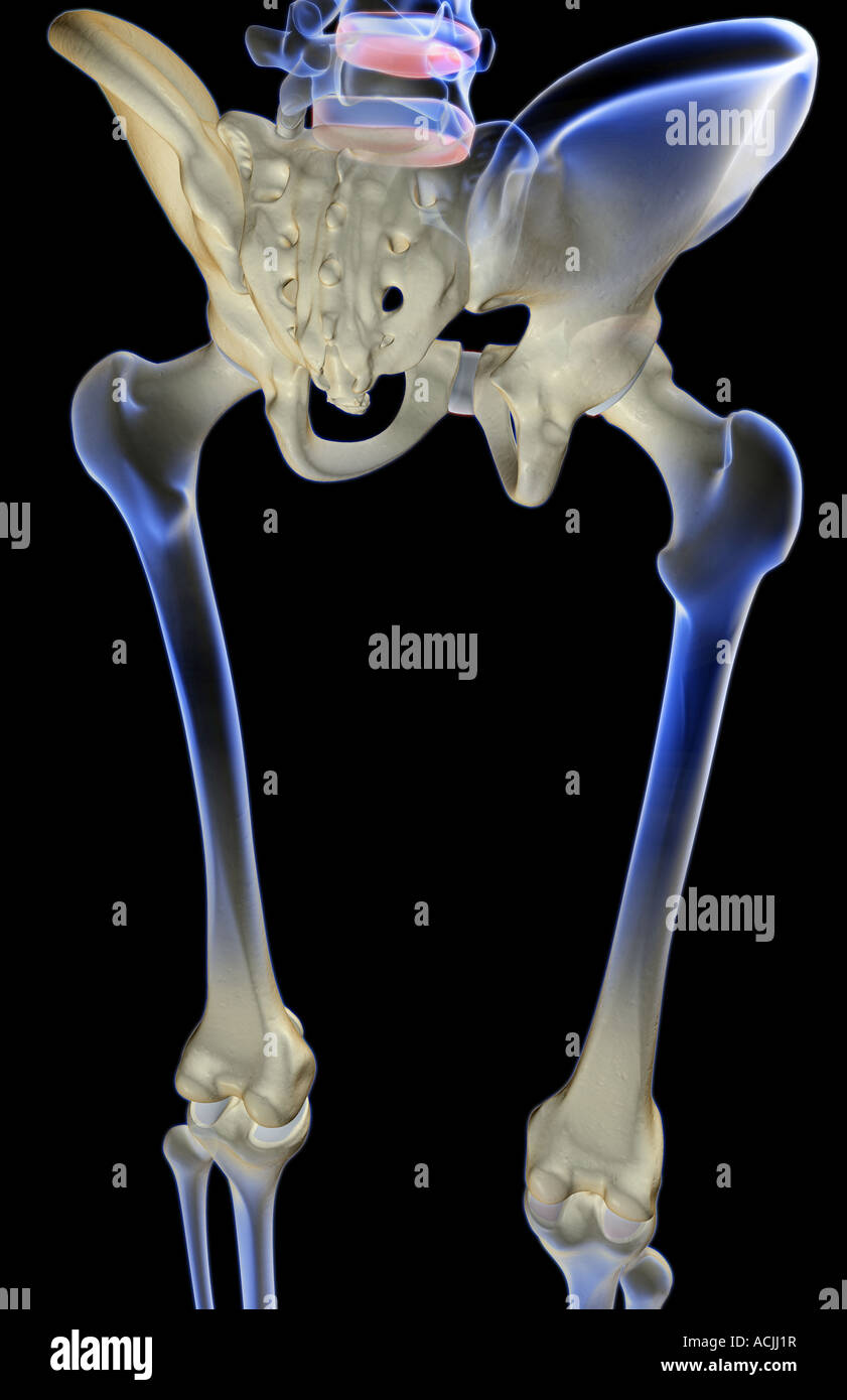 The bones of the lower limb Stock Photo - Alamy