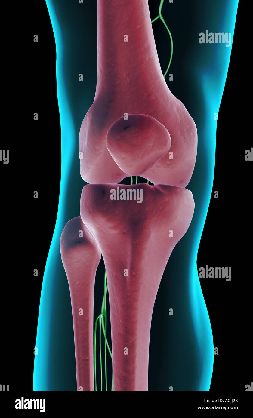 The lymph supply of the knee Stock Photo - Alamy