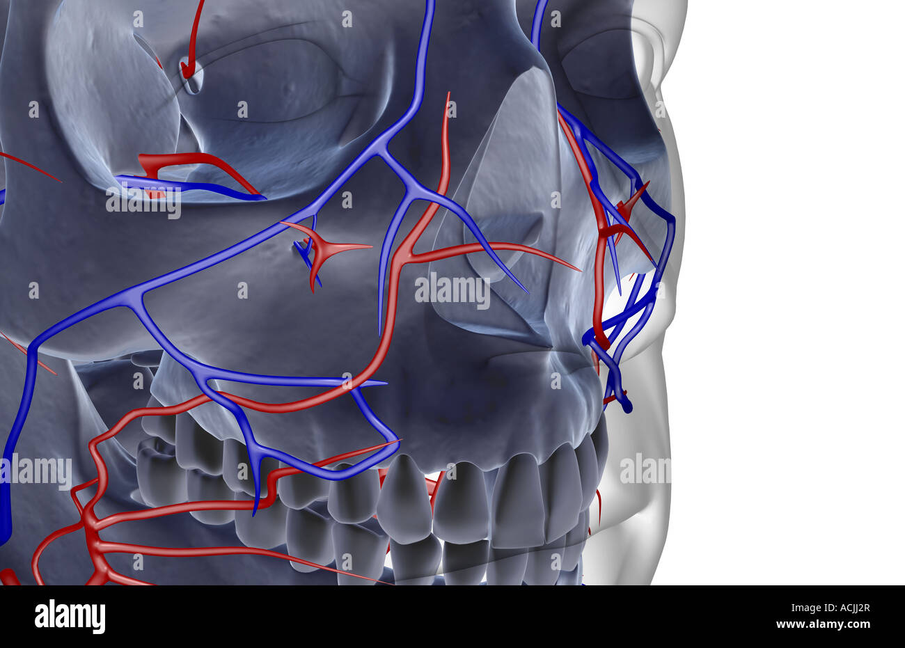 Facial Artery High Resolution Stock Photography and Images - Alamy