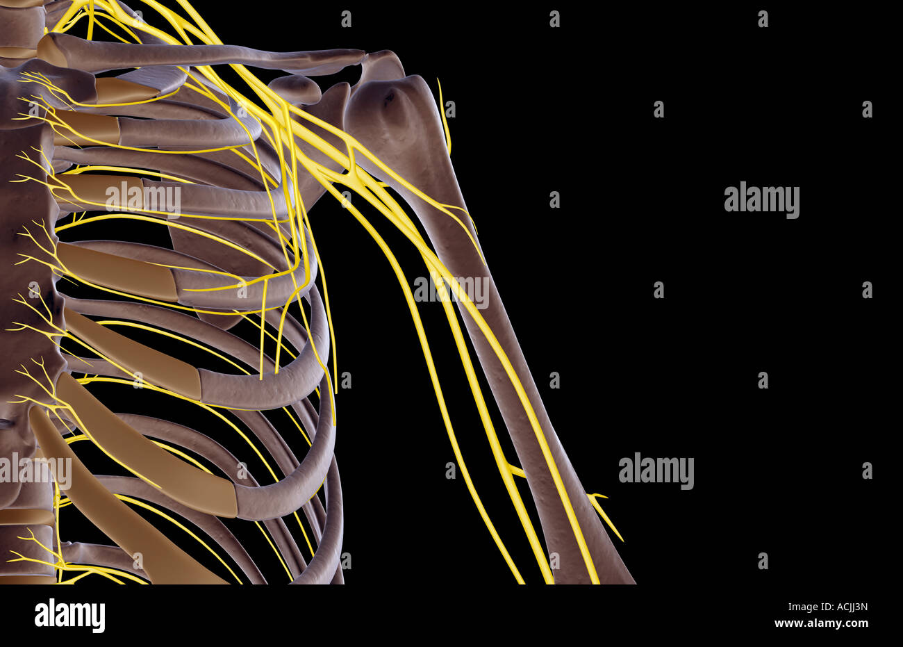 The nerves of the shoulder Stock Photo - Alamy