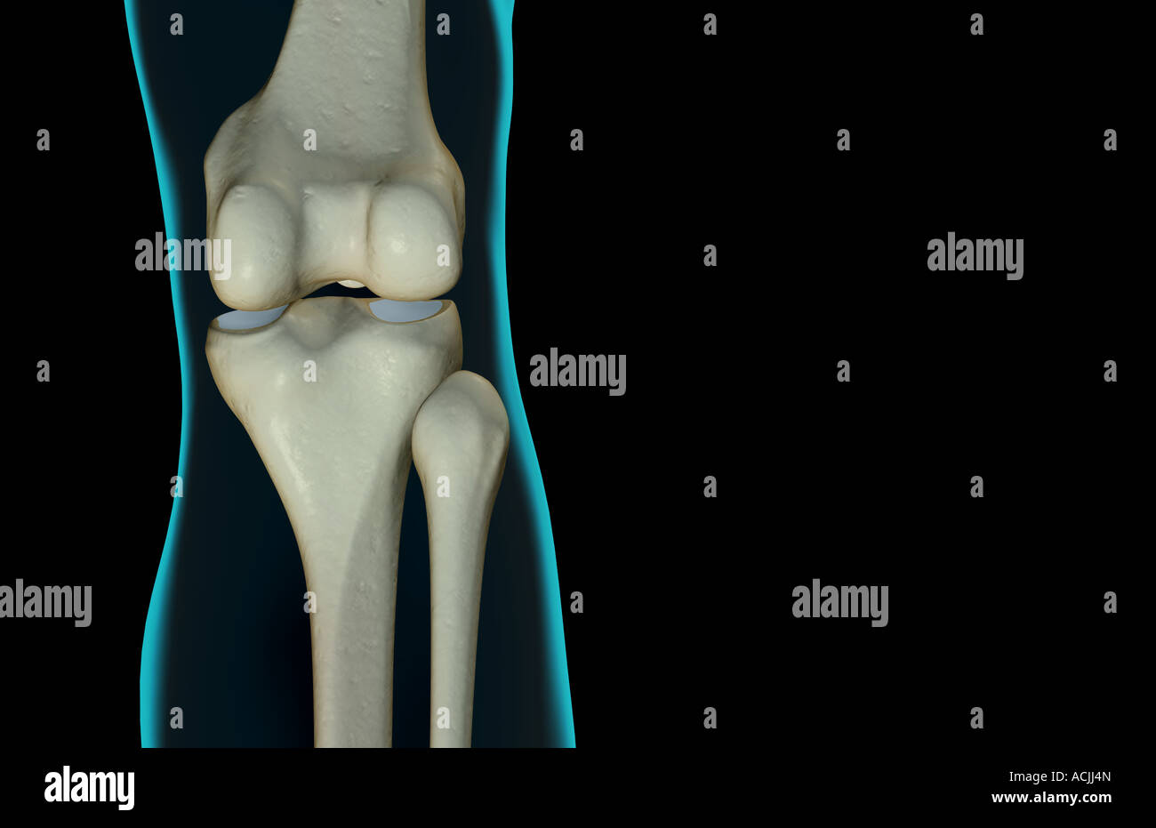 The bones of the knee Stock Photo - Alamy