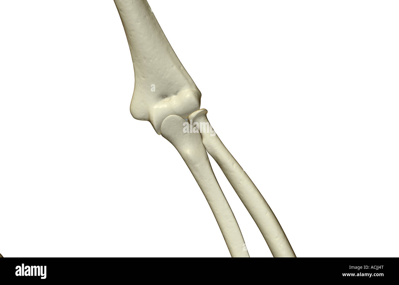 The bones of the elbow Stock Photo - Alamy