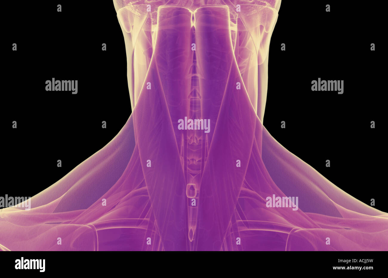 The muscles of the neck Stock Photo - Alamy