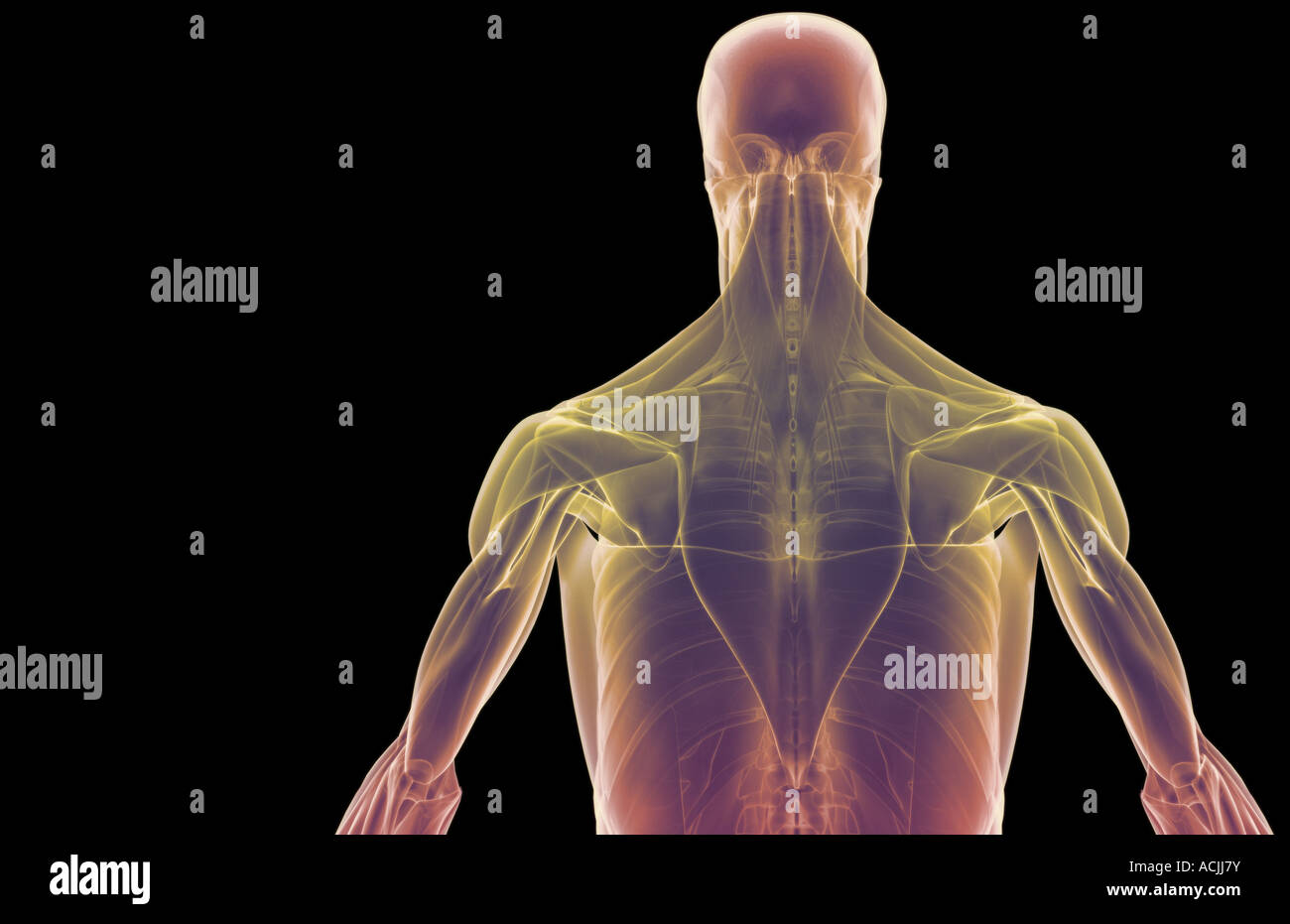 The muscles of the upper body Stock Photo - Alamy