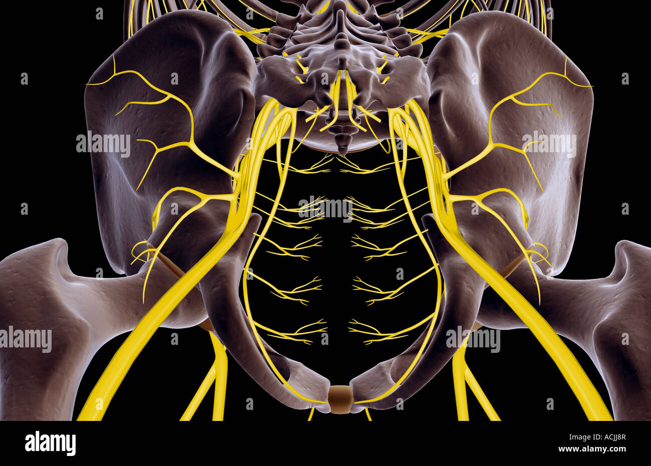 The nerves of the pelvis Stock Photo - Alamy