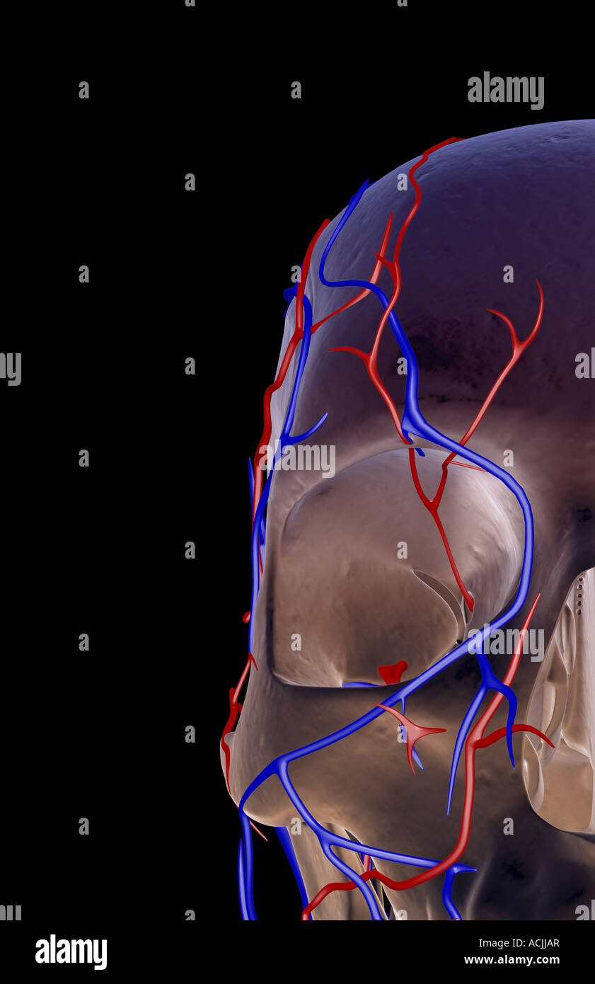 Facial Artery High Resolution Stock Photography and Images - Alamy