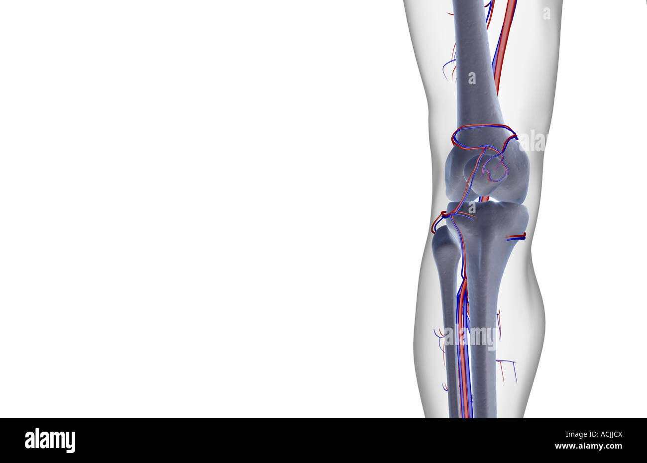 The blood supply of the knee Stock Photo - Alamy