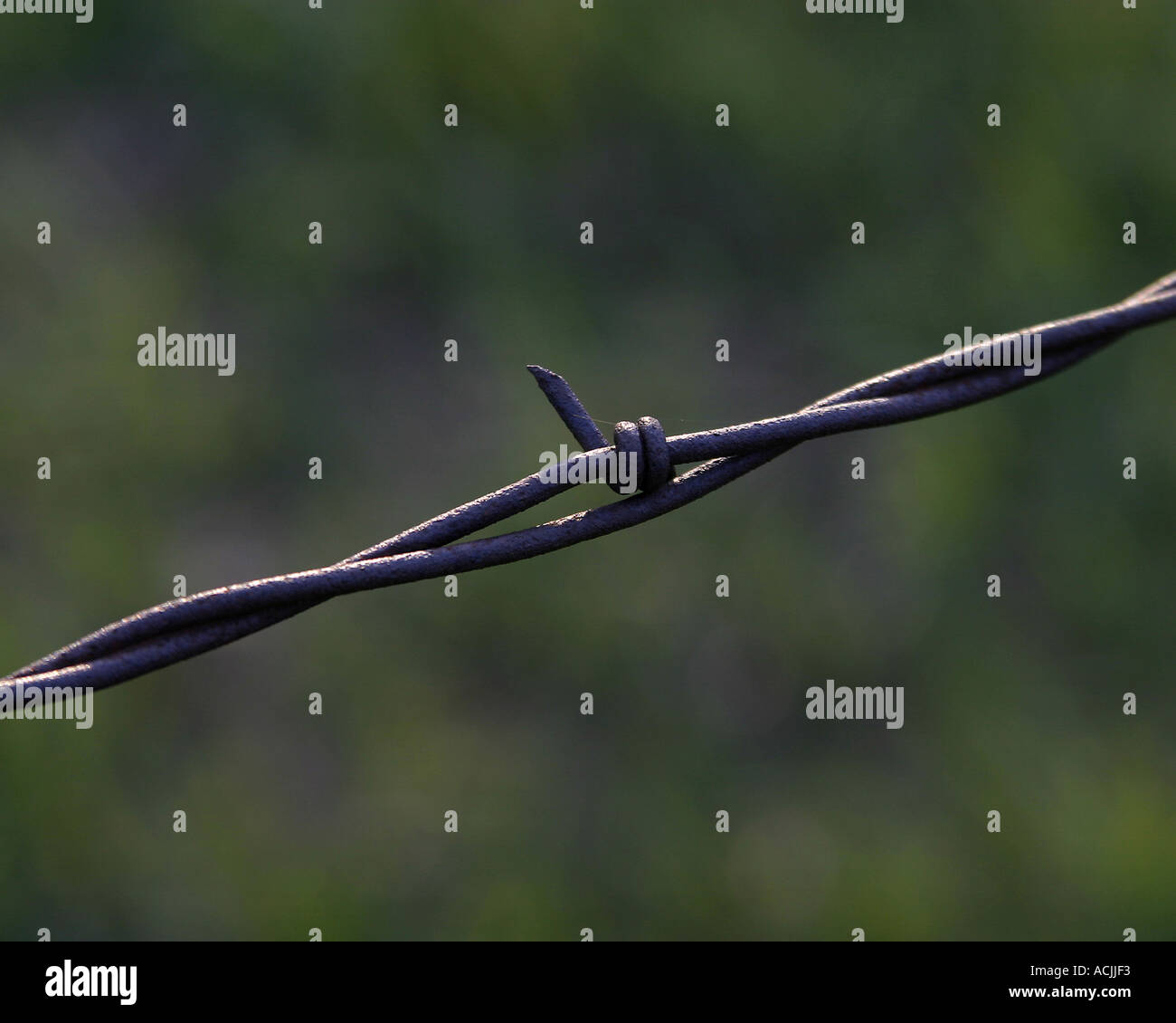 Barbed wire showing one barb Stock Photo - Alamy