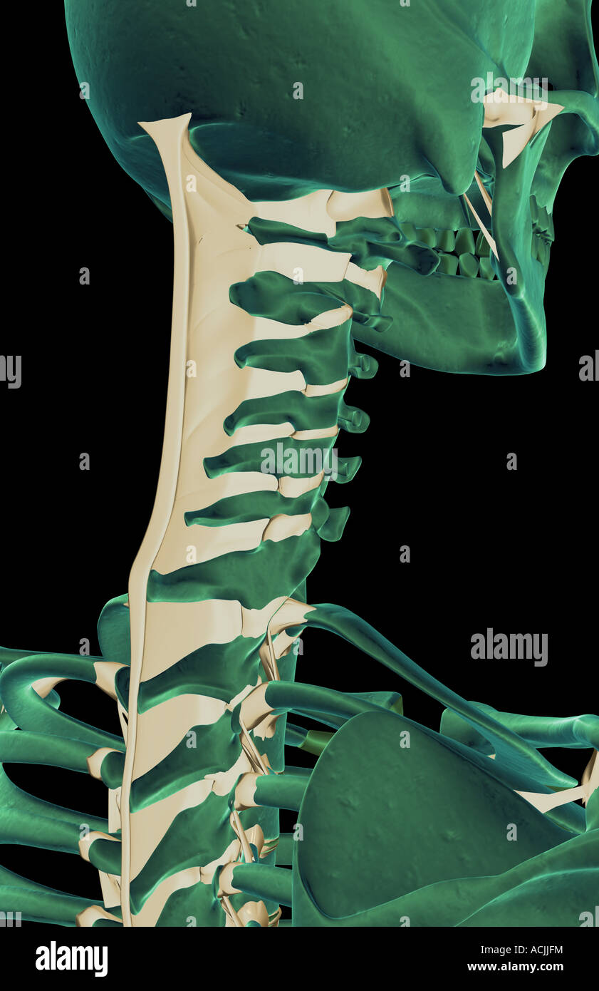 The ligaments of the neck Stock Photo - Alamy
