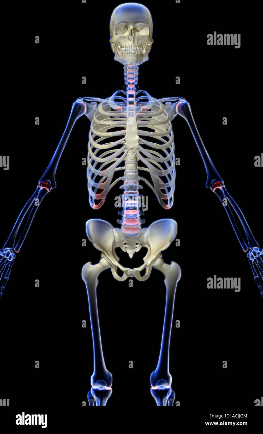 The bones of the upper body Stock Photo - Alamy