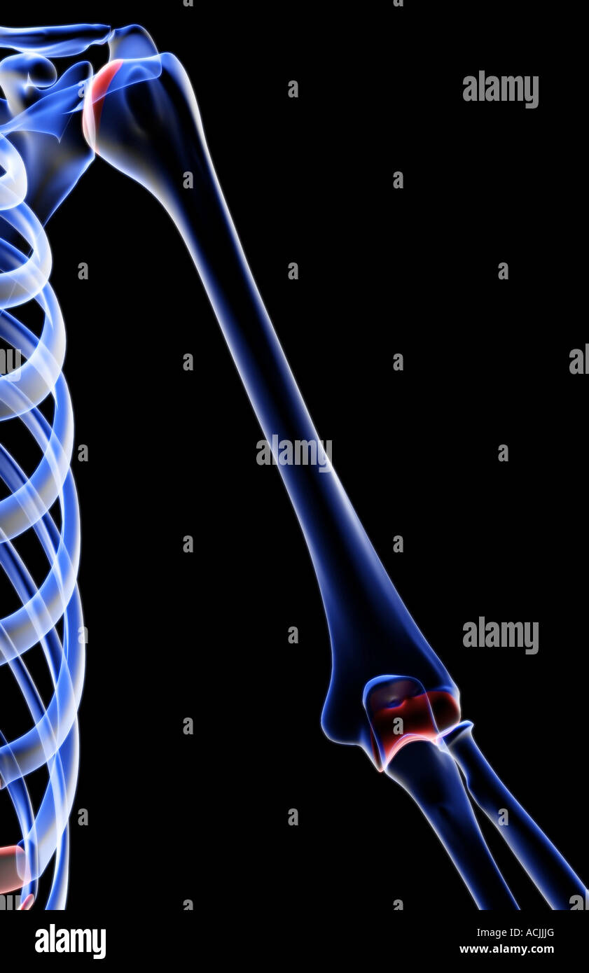 Upper Arm Bone Stock Photos & Upper Arm Bone Stock Images - Alamy