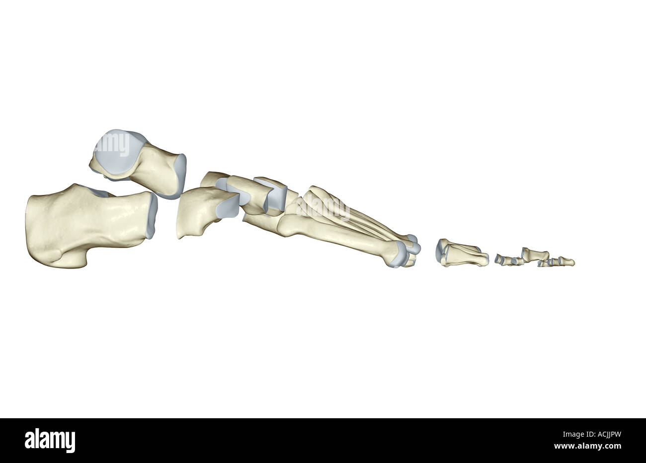 Foot anatomy bones side view Cut Out Stock Images & Pictures - Alamy