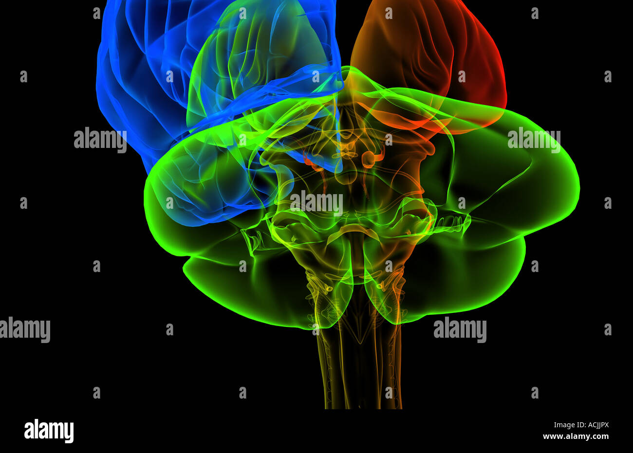 Human brain illustration colour hi-res stock photography and images - Alamy